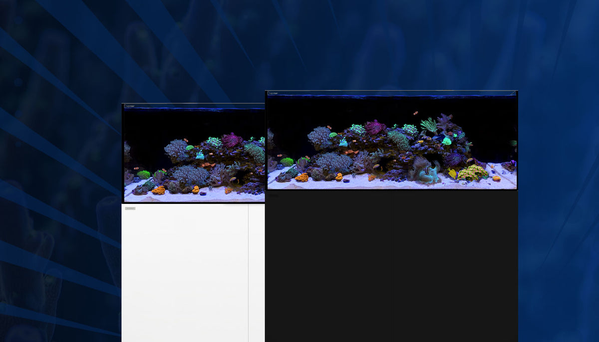 Waterbox Aquariums - Freshwater and Saltwater Aquarium Systems